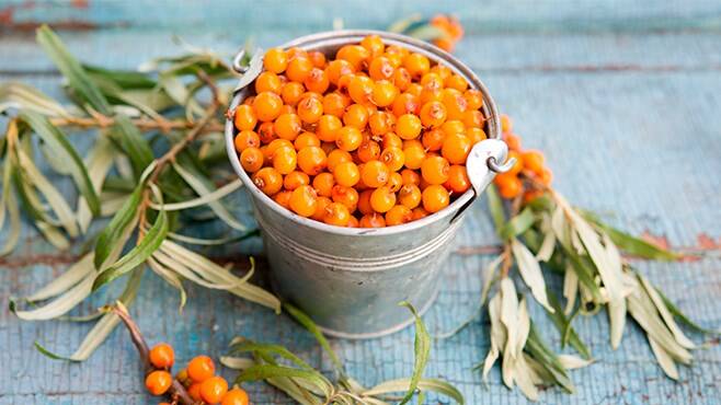 Havtorn – Derfor elsker vi nordens citron