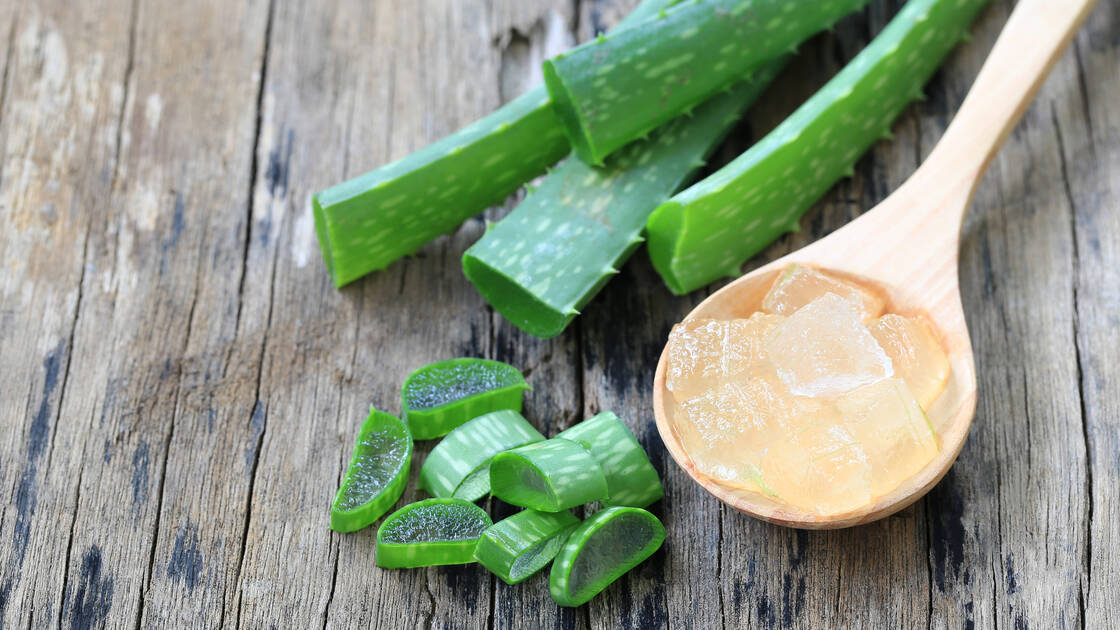 Kender du Aloe Vera? Lær alt om planten her